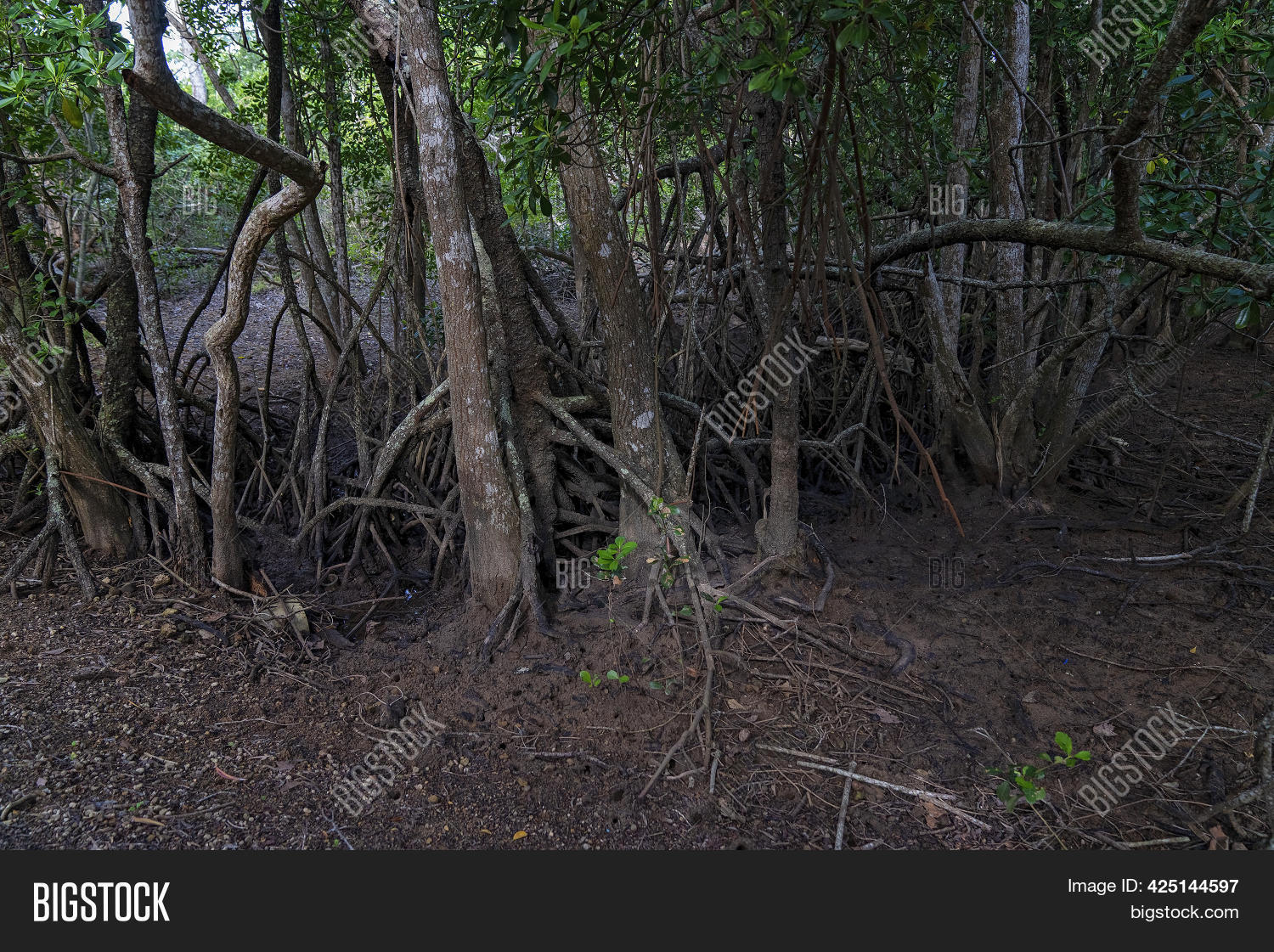 Saltwater Mangrove Image & Photo (Free Trial) | Bigstock
