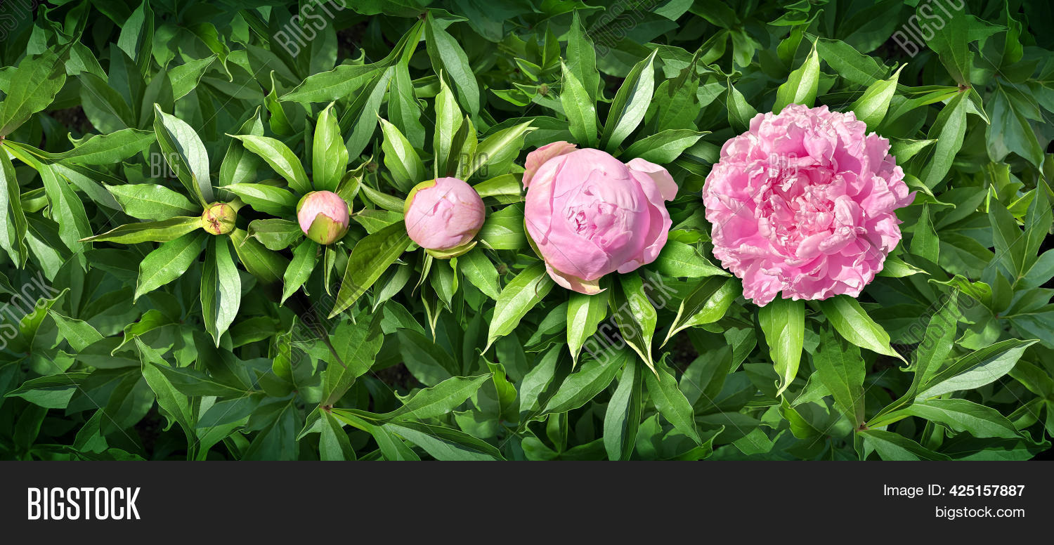 Blooming Flower Stages Image & Photo (Free Trial) | Bigstock