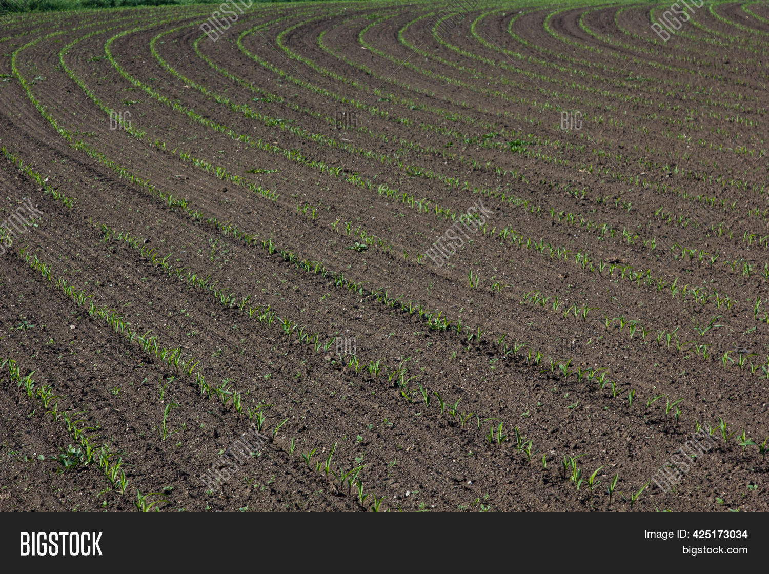 Field Corn Spring. Image & Photo (Free Trial) | Bigstock