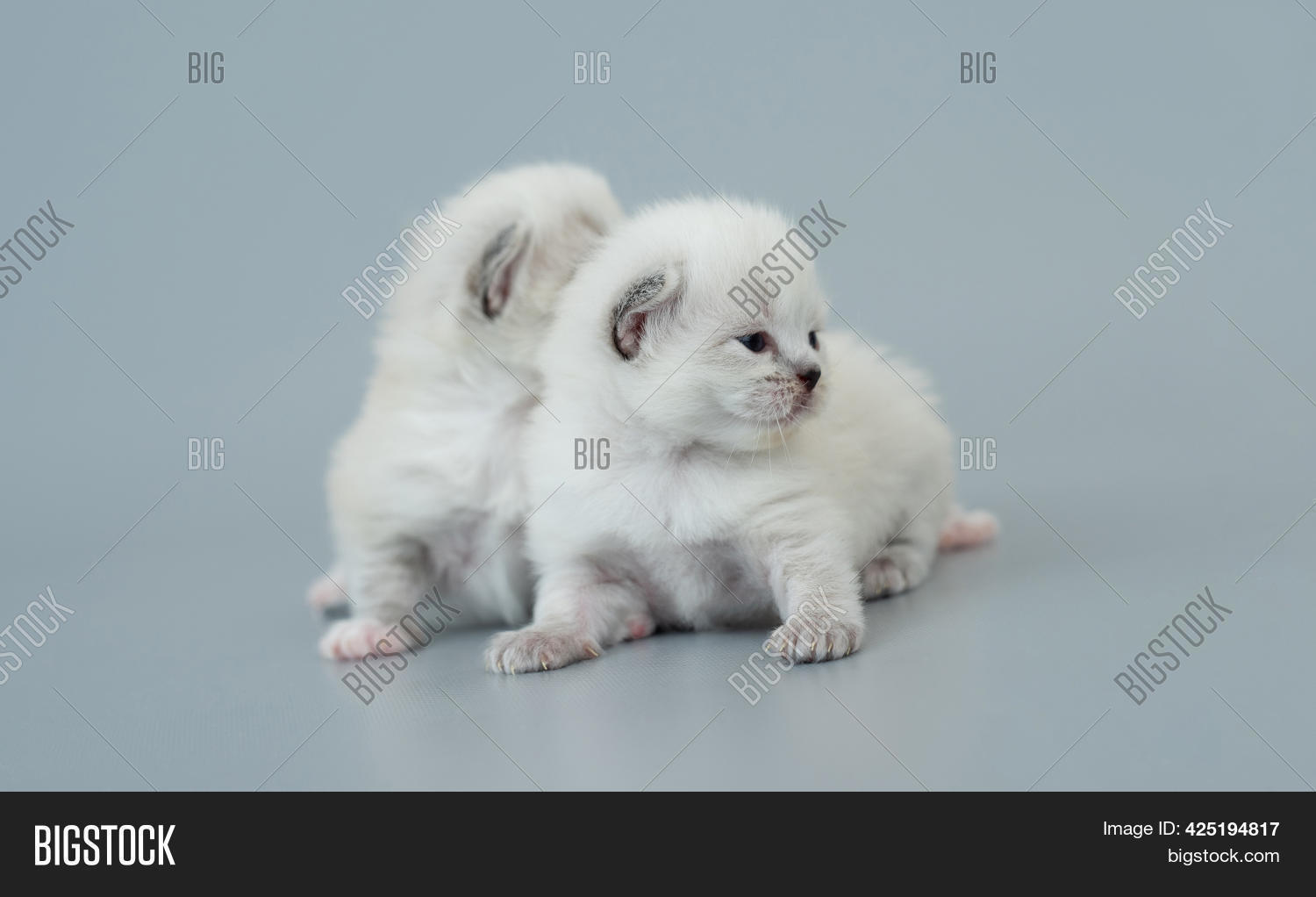 Two Fluffy Ragdoll Image & Photo (Free Trial) | Bigstock