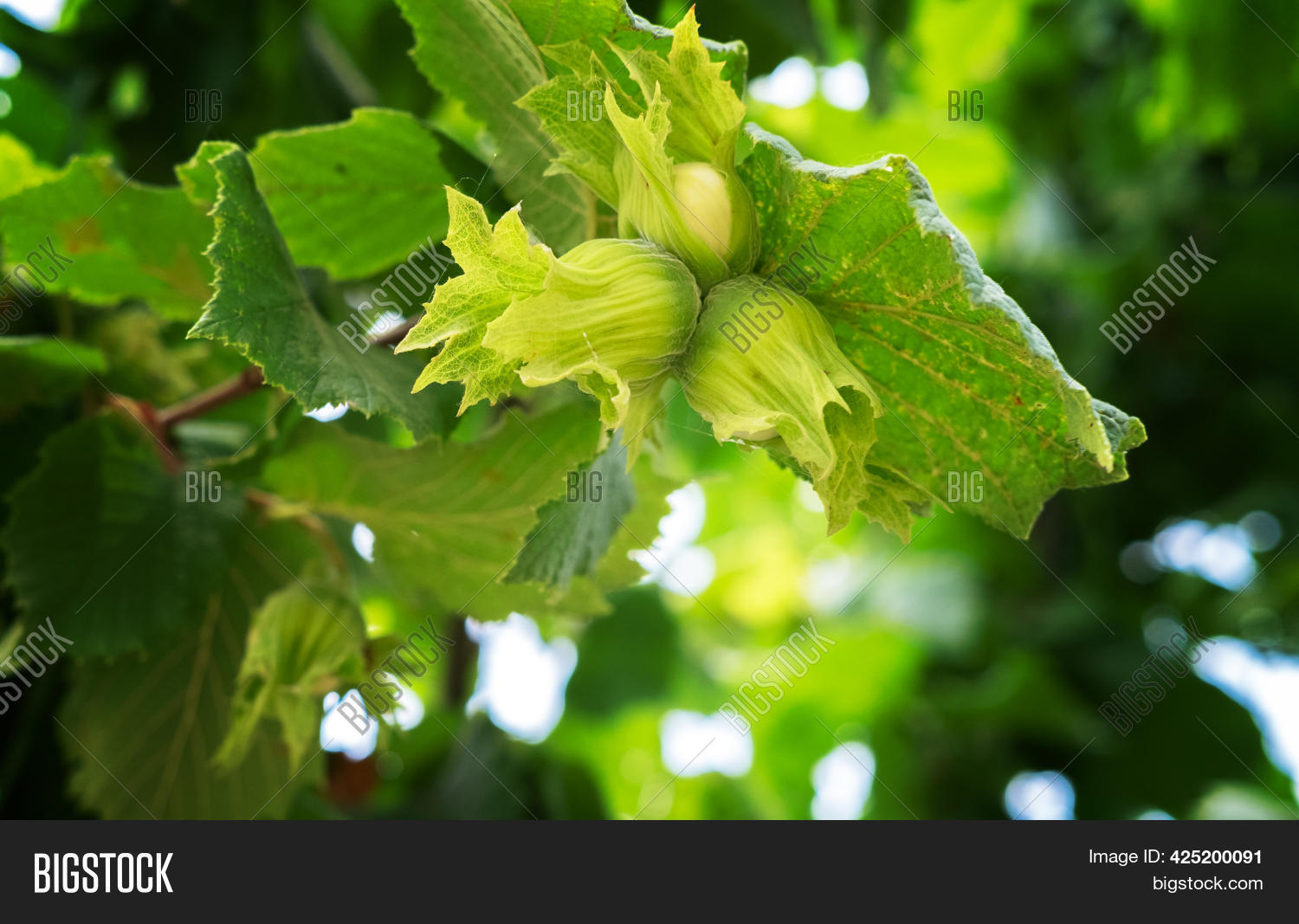 Young Green Hazel, Image & Photo (Free Trial) | Bigstock