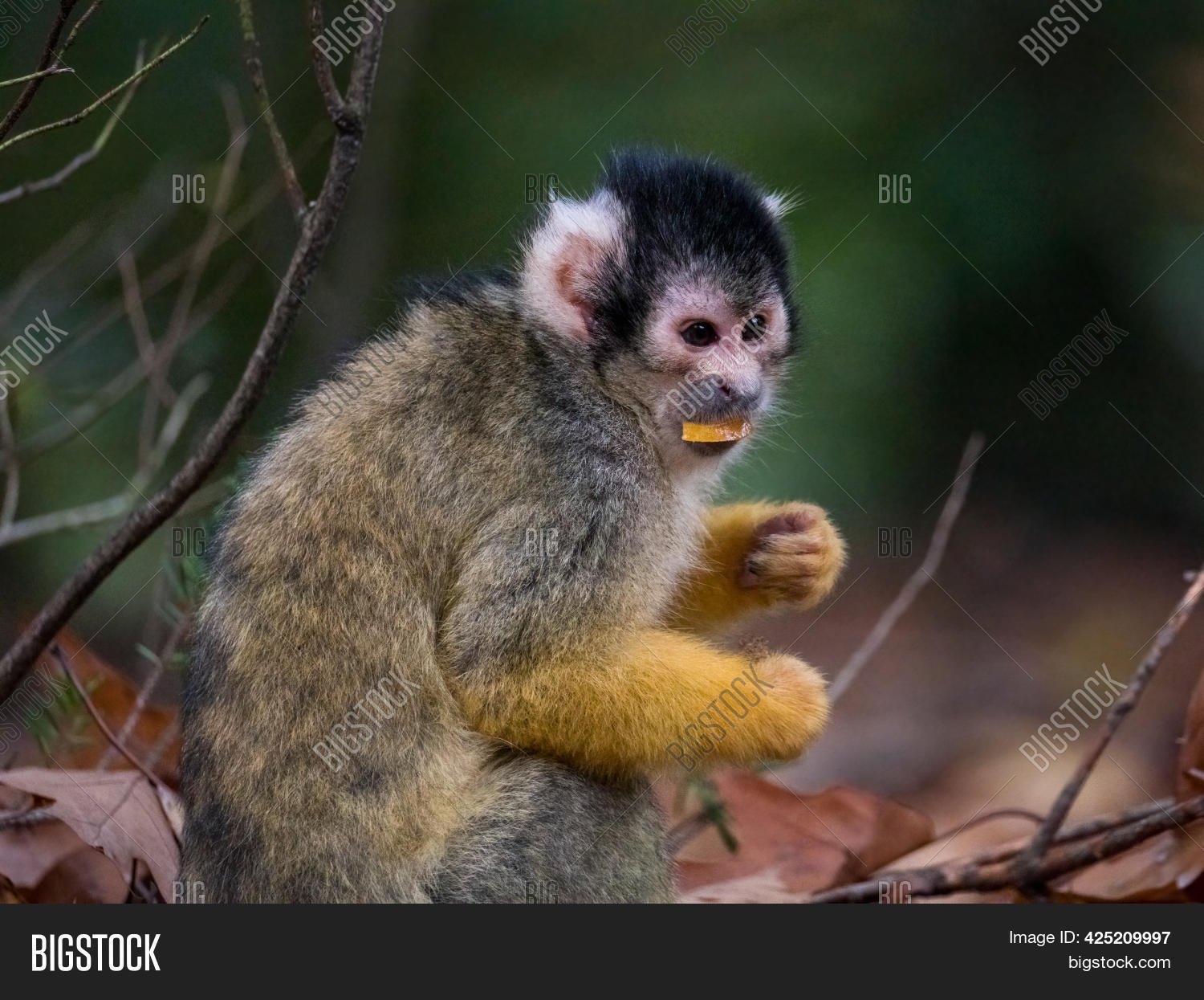 Squirrel Monkey Eating