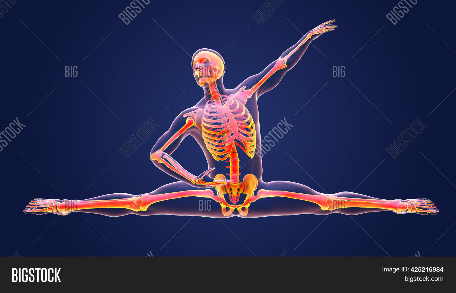 Anatomy Dancing Ballet Image & Photo (Free Trial) | Bigstock