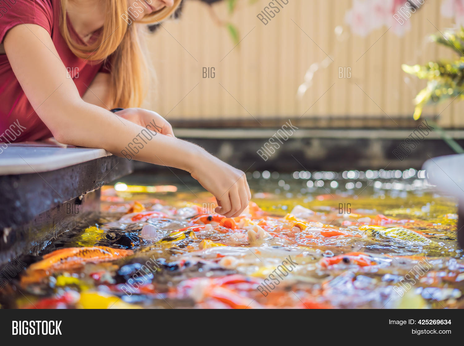 Woman Feed Koi Fish. Image & Photo (Free Trial) | Bigstock