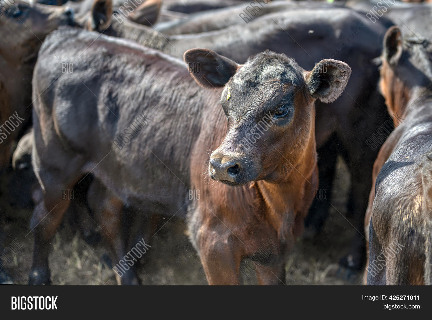 Black Angus Calves Image & Photo (Free Trial) | Bigstock