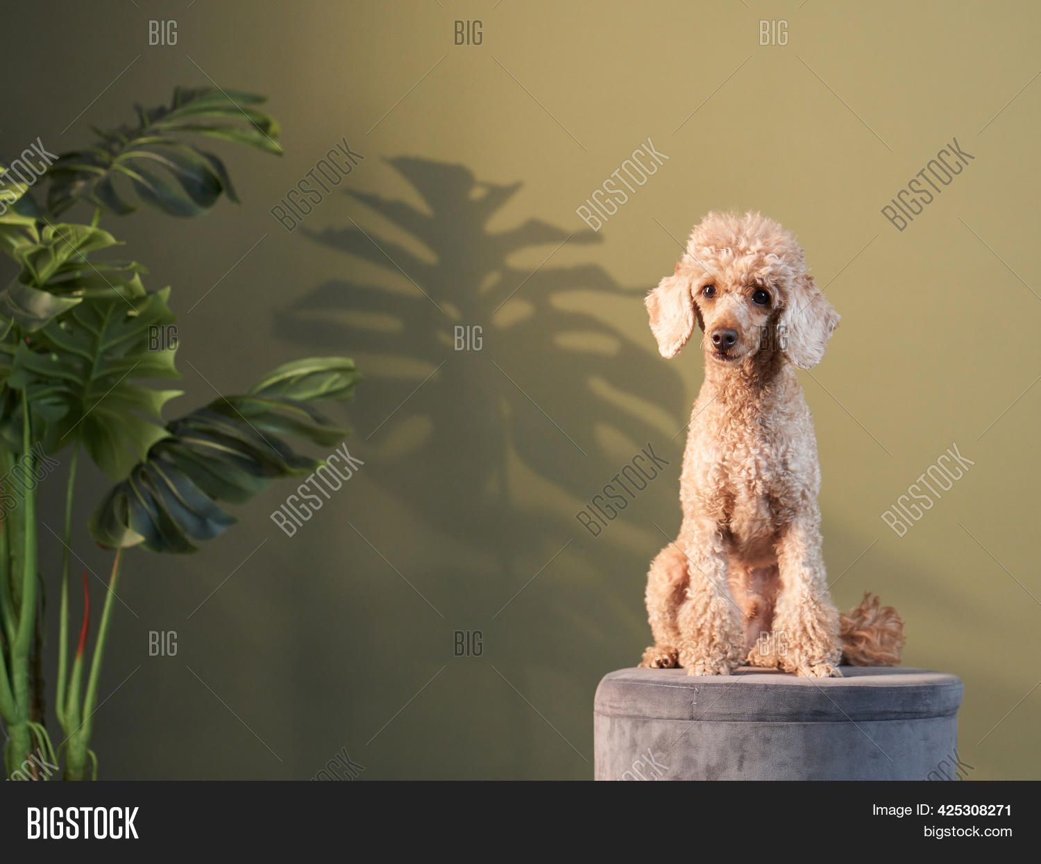 Poodle Dog Indoors. Image & Photo (Free Trial) | Bigstock
