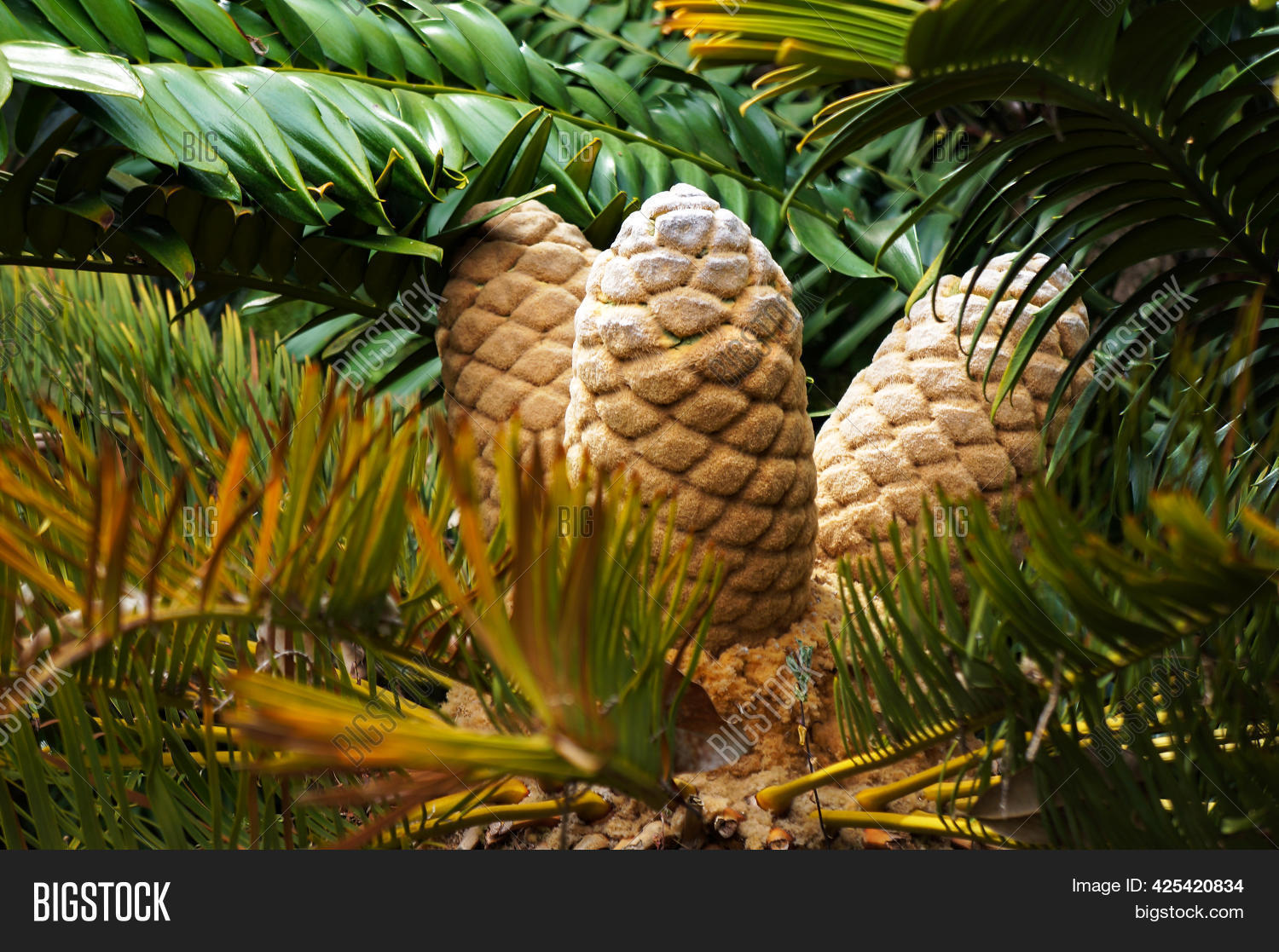 Large Cones Cycad - Image & Photo (Free Trial) | Bigstock
