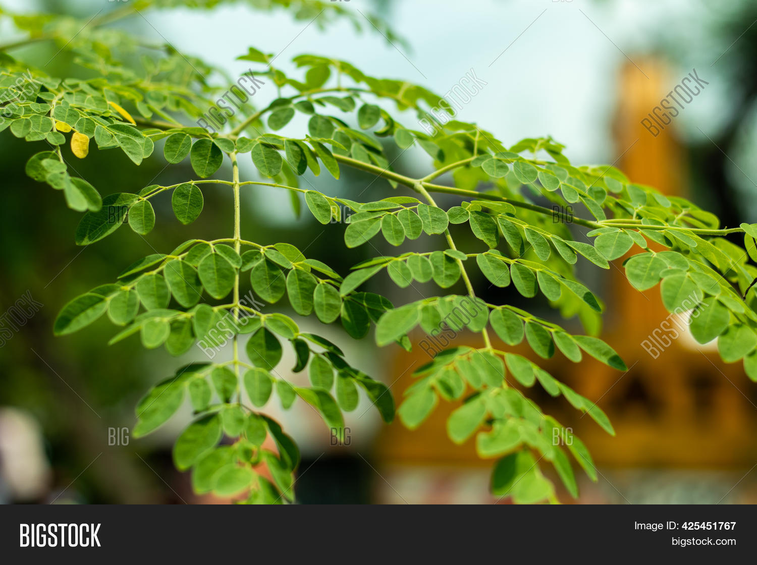 Very Small Leaf Called Image & Photo (Free Trial) | Bigstock