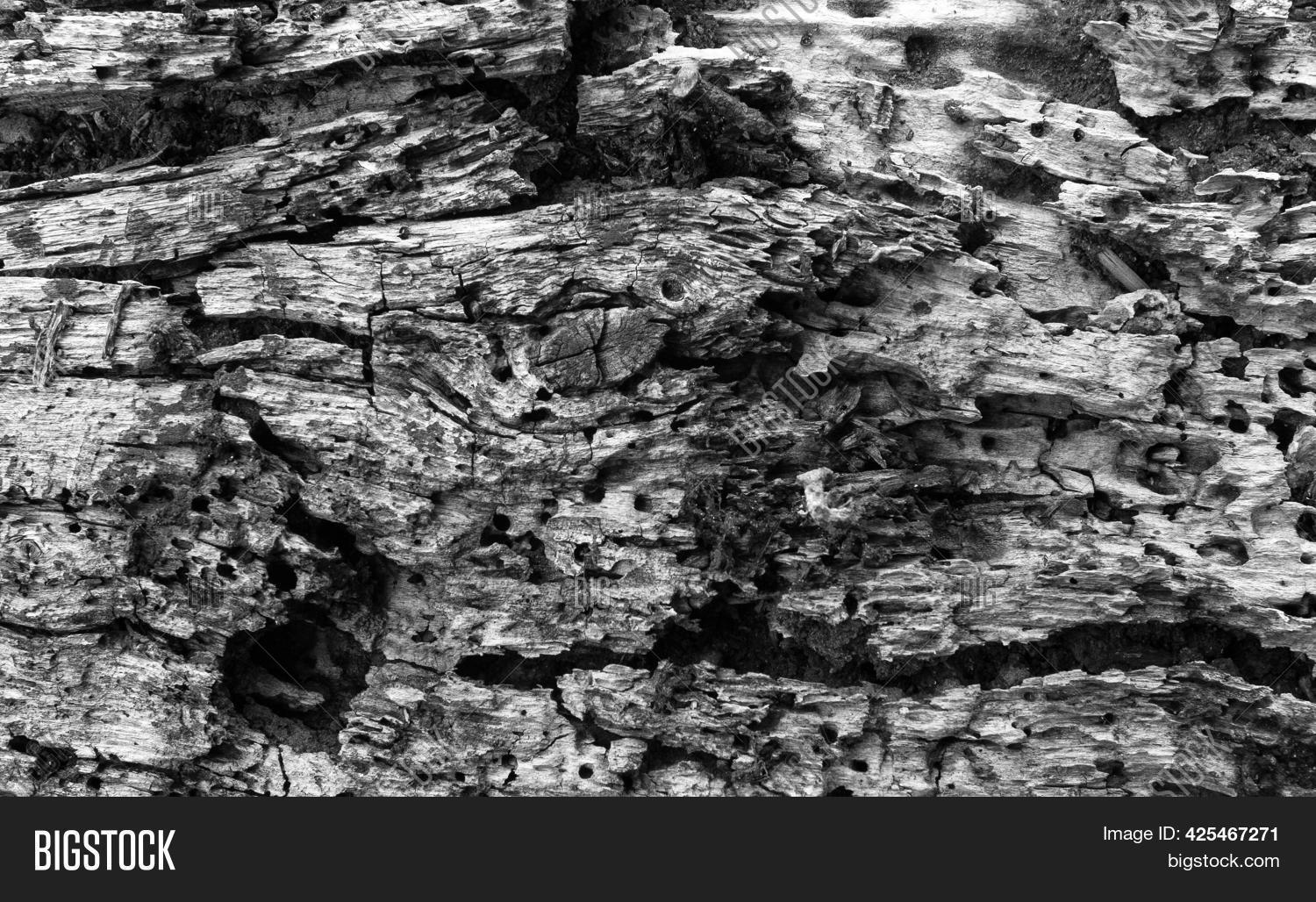 Trunk Old Apple Tree. Image & Photo (Free Trial) | Bigstock