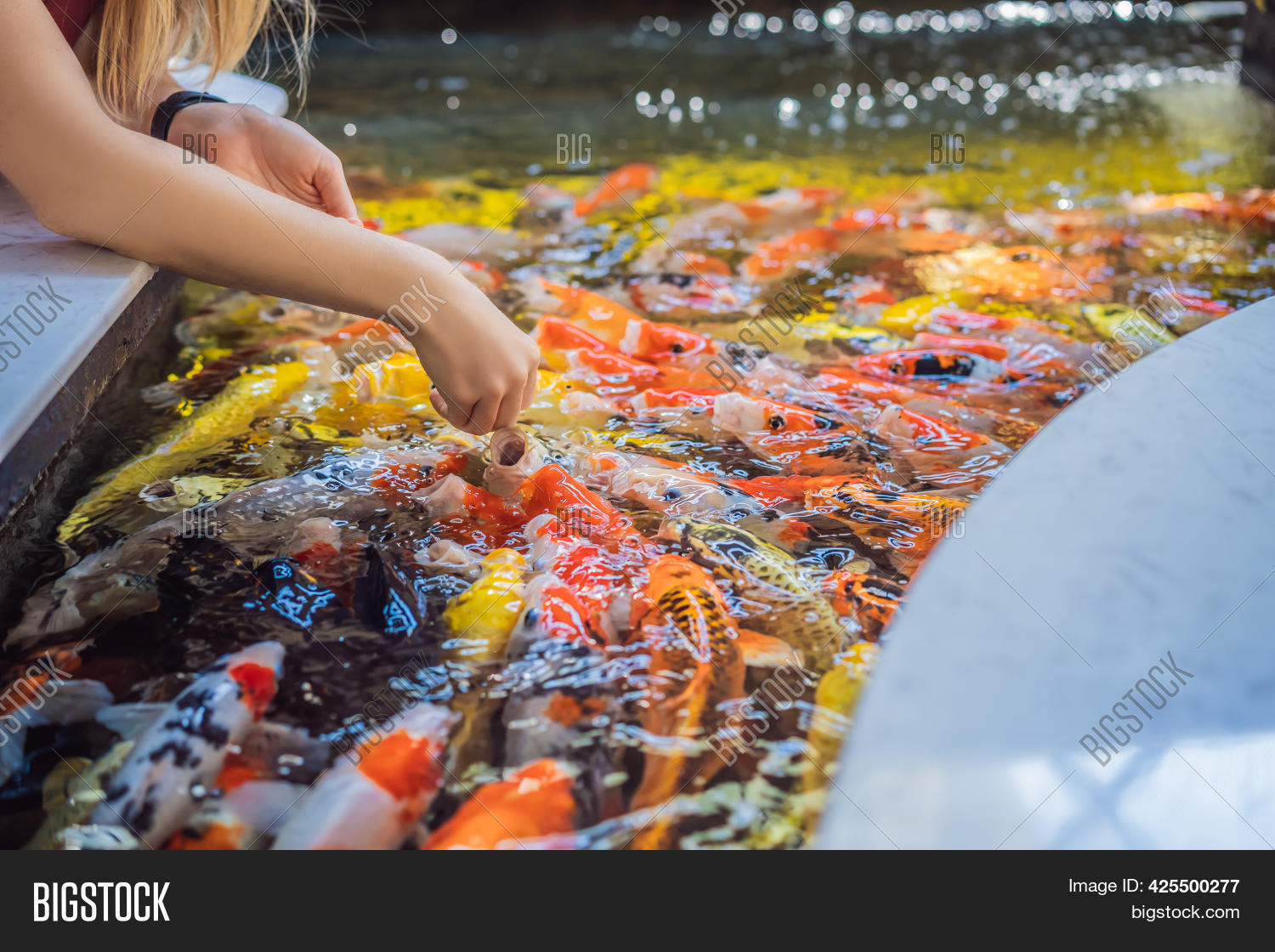 Mom Son Feed Koi Fish Image & Photo (Free Trial) | Bigstock