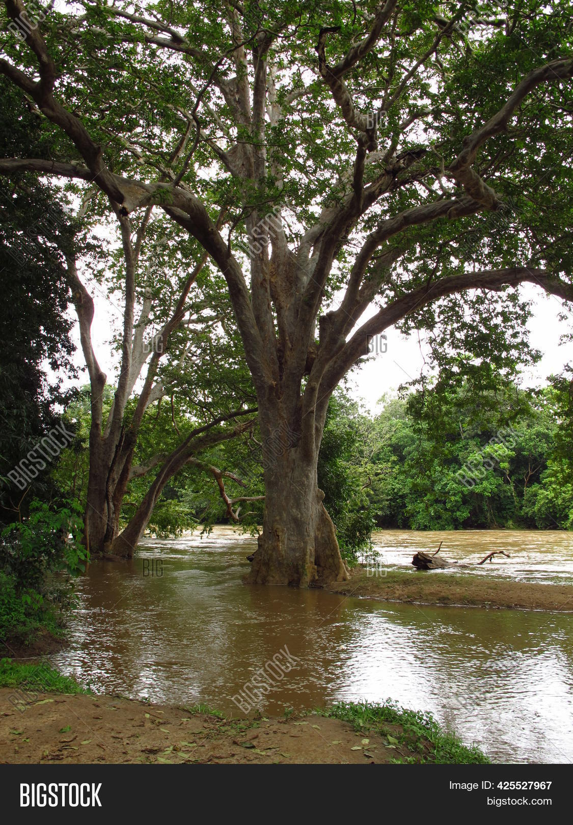 River Yala National Image & Photo (Free Trial) | Bigstock