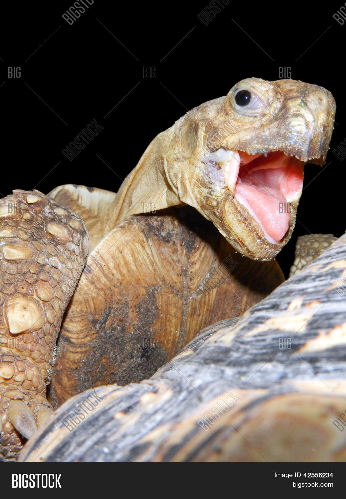 Face Happy Tortoise Image & Photo (Free Trial) | Bigstock
