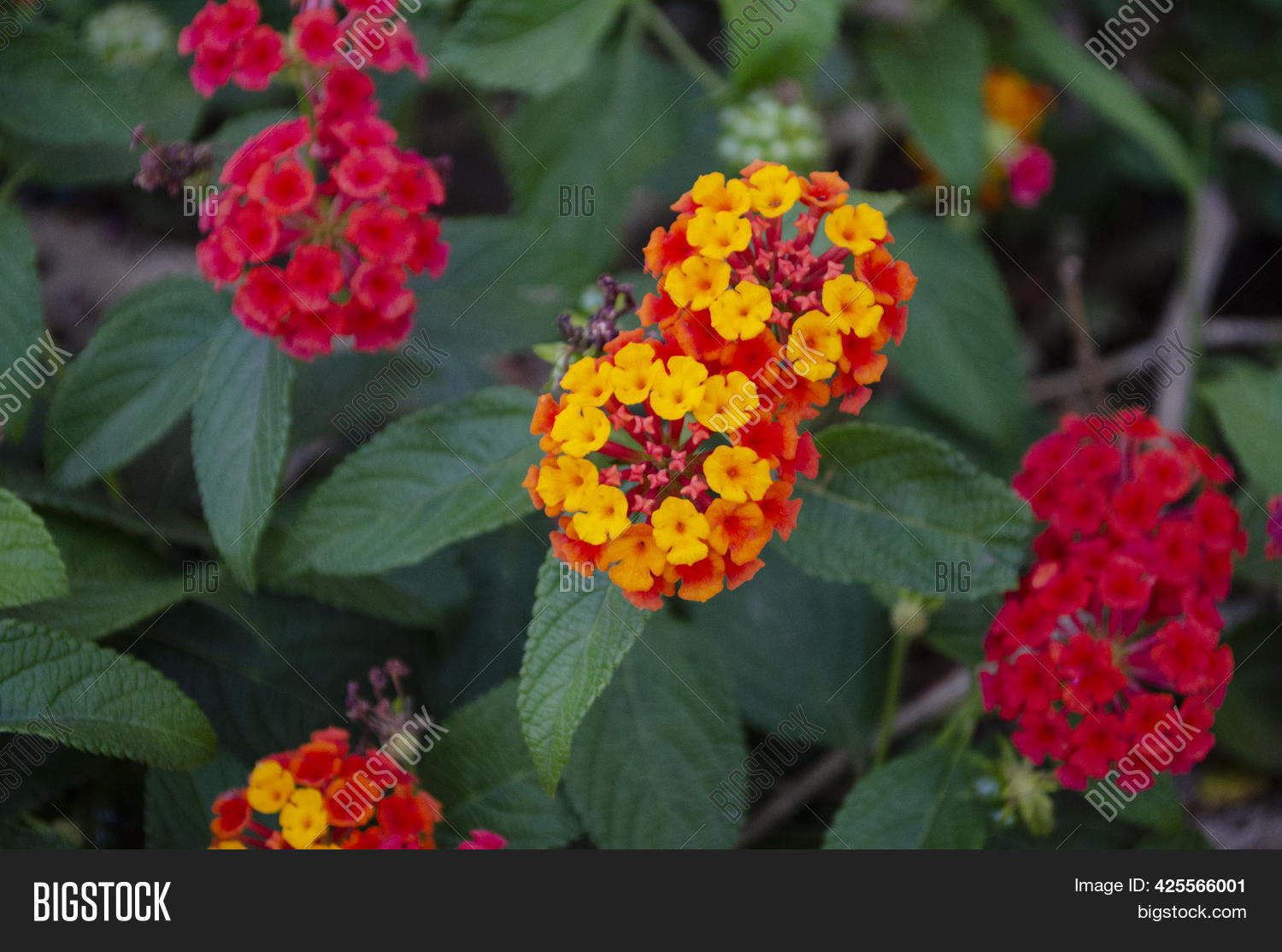 Lantana Various Color Image & Photo (Free Trial) | Bigstock