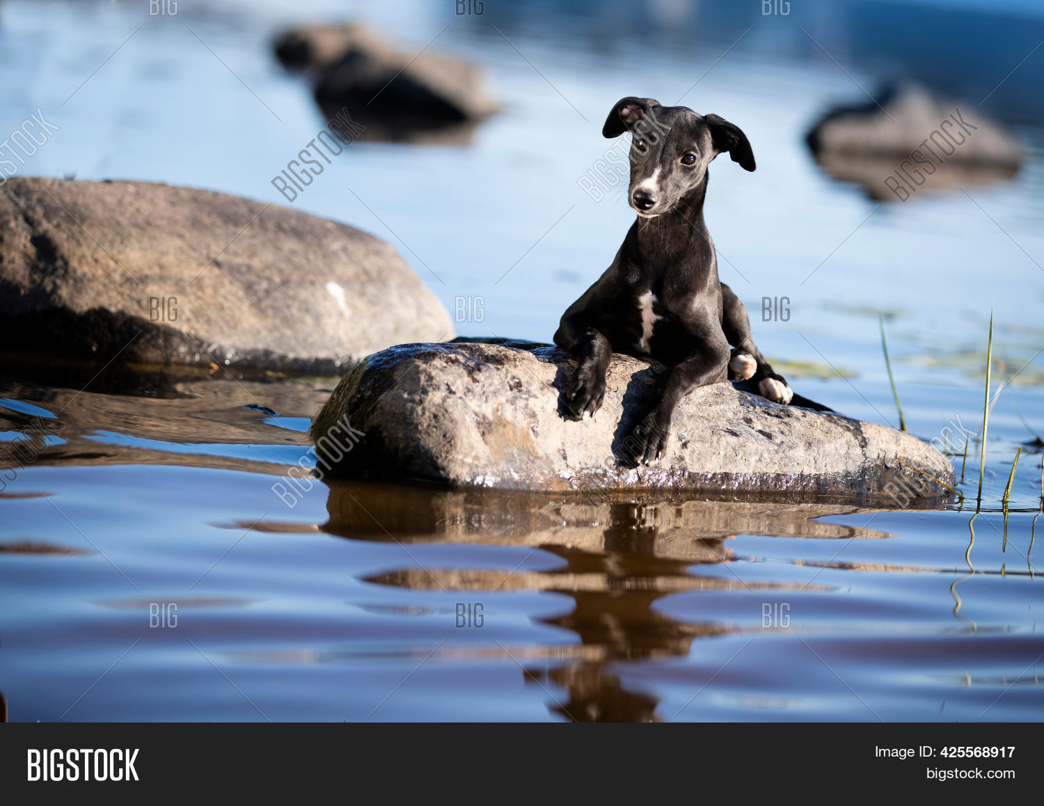 Black Whippet On Image & Photo (Free Trial) | Bigstock