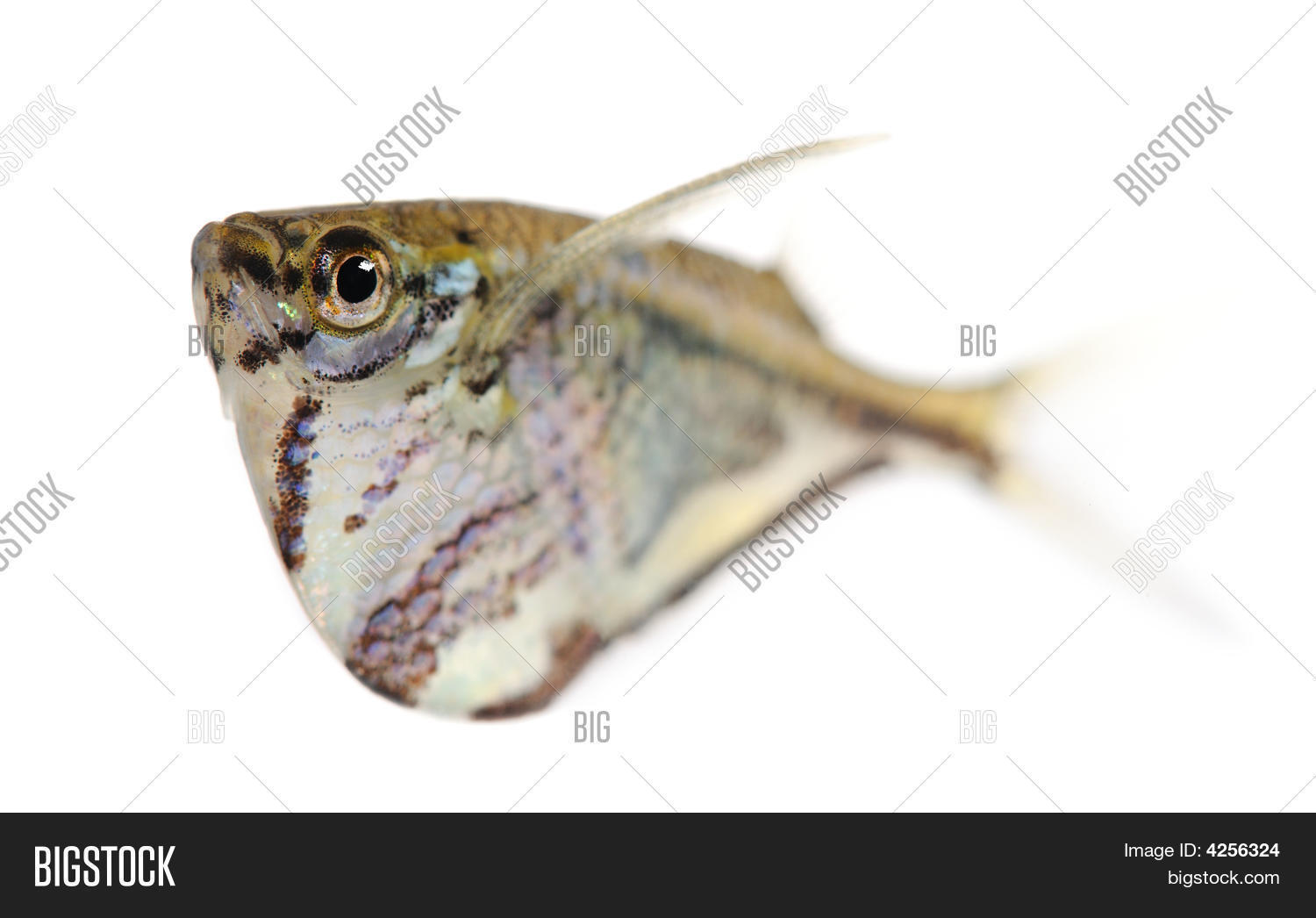 Common Hatchetfish - Image & Photo (Free Trial) | Bigstock