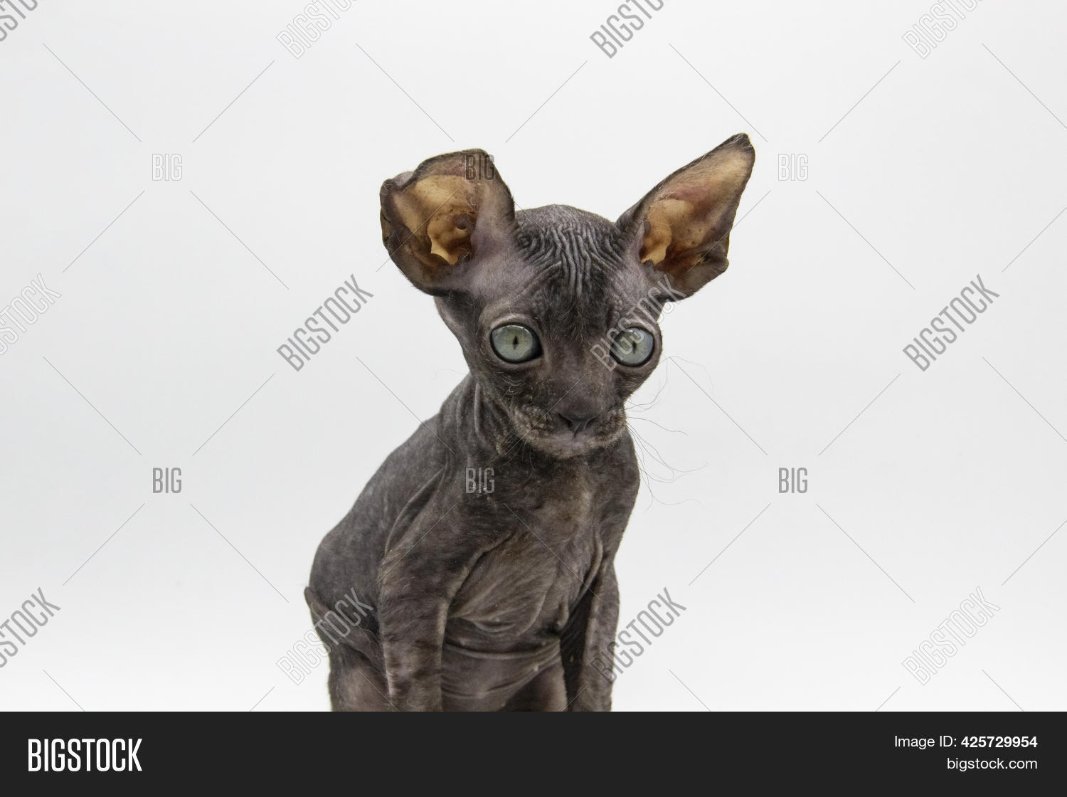 Beautiful Gray Sphynx Image & Photo (Free Trial) | Bigstock