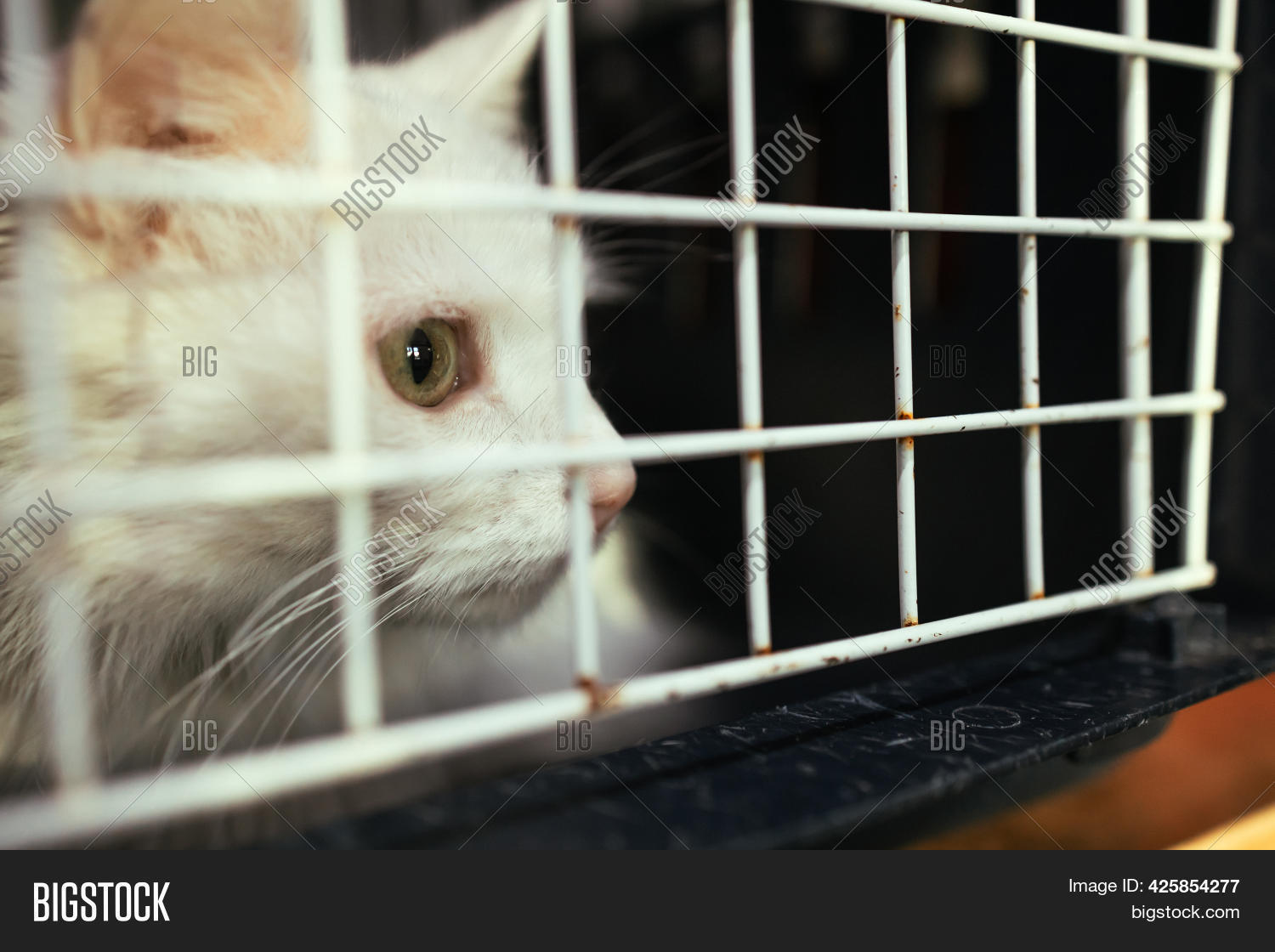 Sad White Cat Looks Image & Photo (Free Trial) | Bigstock