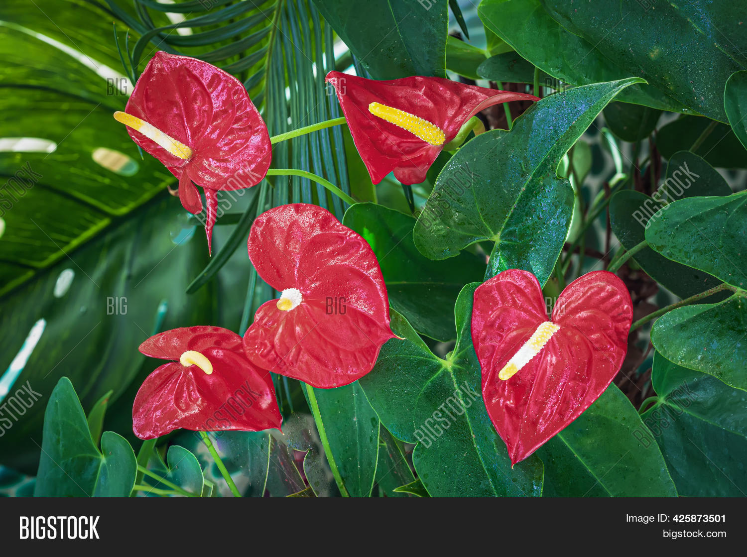 Red Anthurium Flamingo Image & Photo (Free Trial) | Bigstock