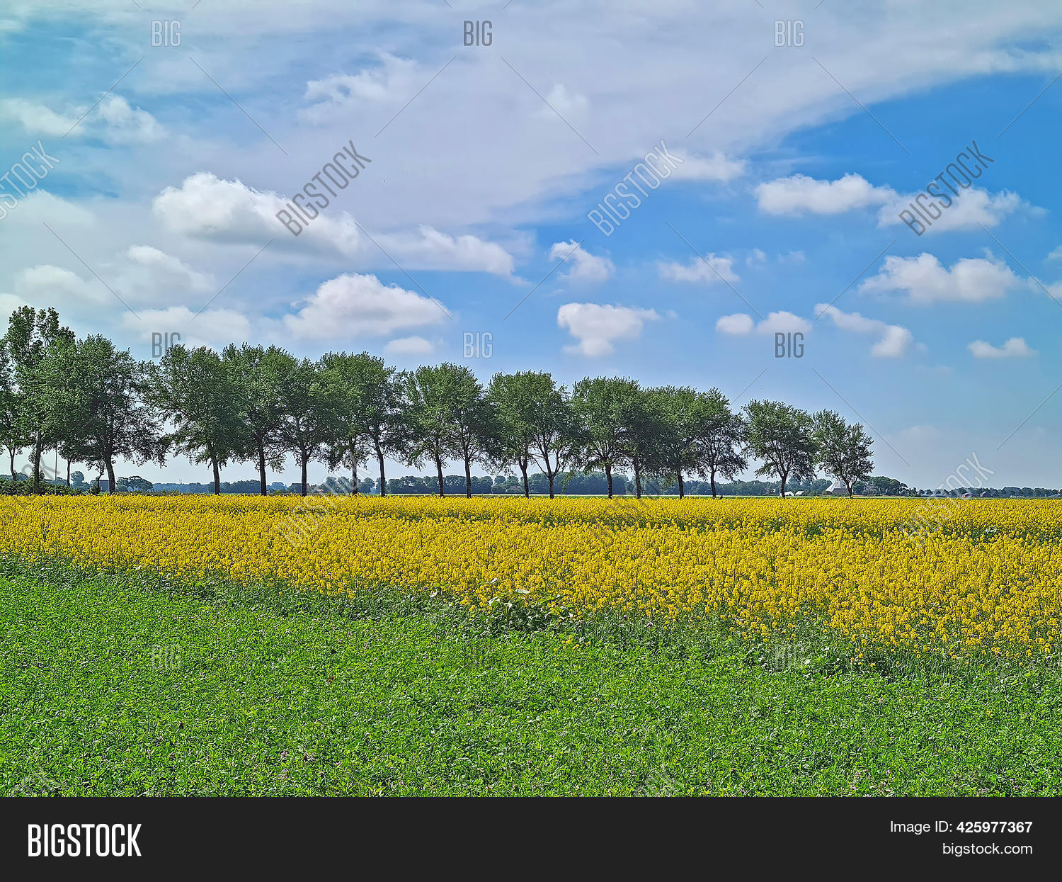 Blossoming Rapeseed Image & Photo (Free Trial) | Bigstock