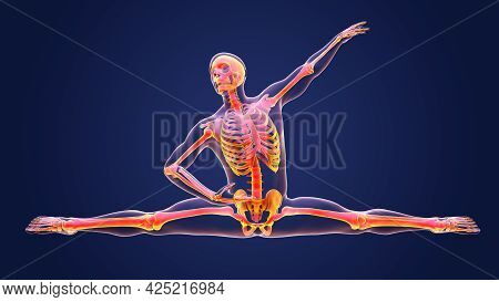 Anatomy Dancing Ballet Image & Photo (Free Trial) | Bigstock