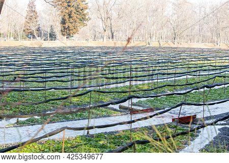 Wasabi Plantation Image & Photo (Free Trial) | Bigstock