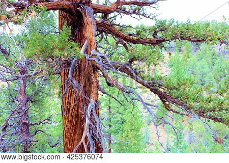 Old Growth Jeffrey Image & Photo (Free Trial) | Bigstock
