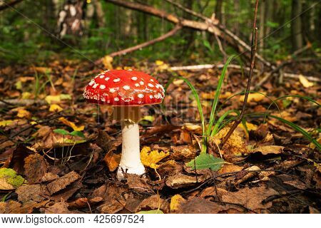 Toadstool Forest . Image & Photo (Free Trial) | Bigstock