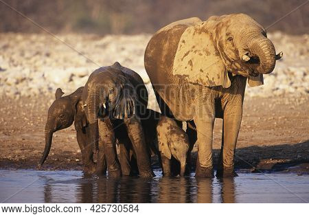 Wild Animal Elephant Image & Photo (Free Trial) | Bigstock