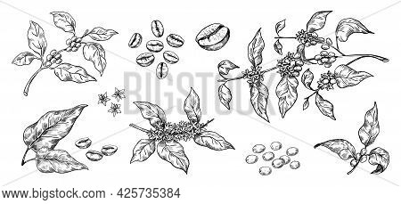 Coffee Bean Tree Drawing