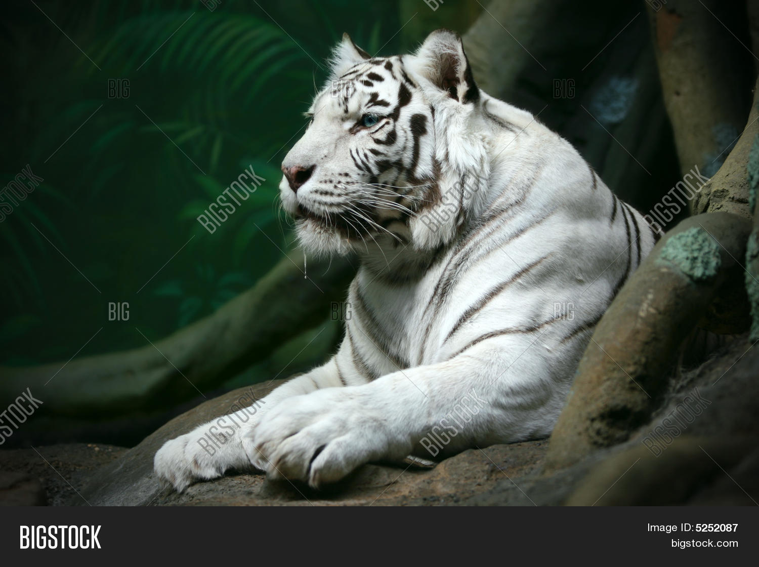 White Bengal Tiger Image & Photo (Free Trial) | Bigstock