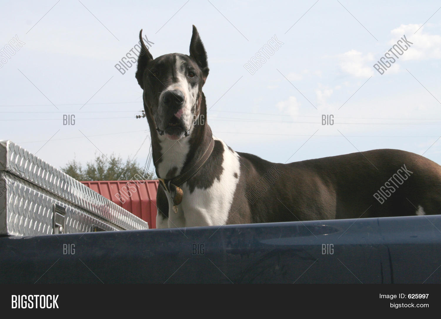 Great Dane Pick Truck Image & Photo (Free Trial) | Bigstock