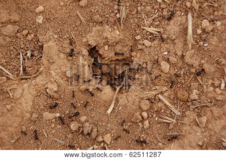 Ants Nest Ground Image & Photo (Free Trial) | Bigstock