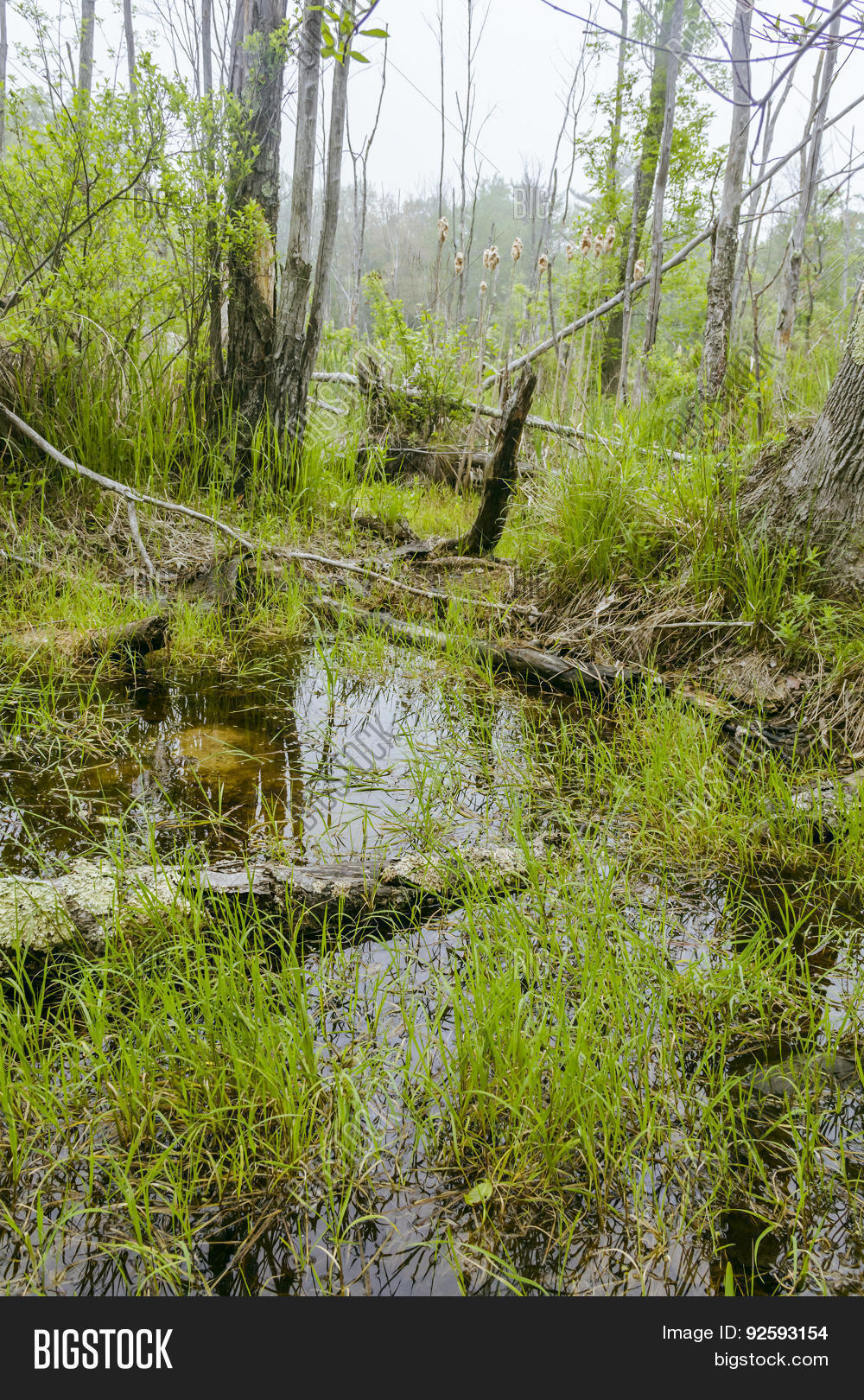 Foggy Swamp Image & Photo (Free Trial) | Bigstock