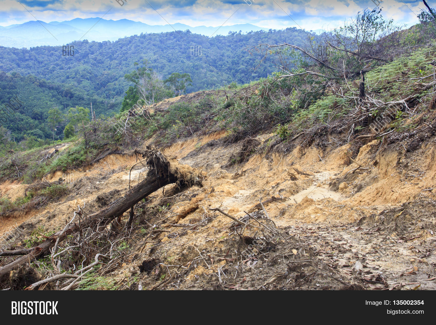 Rain Forest Destroyed Image & Photo (Free Trial) | Bigstock