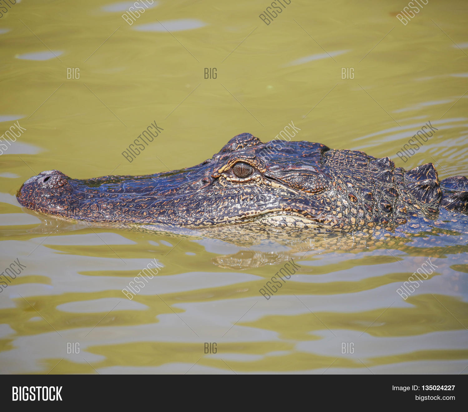 Alligator Swimming Image & Photo (Free Trial) | Bigstock