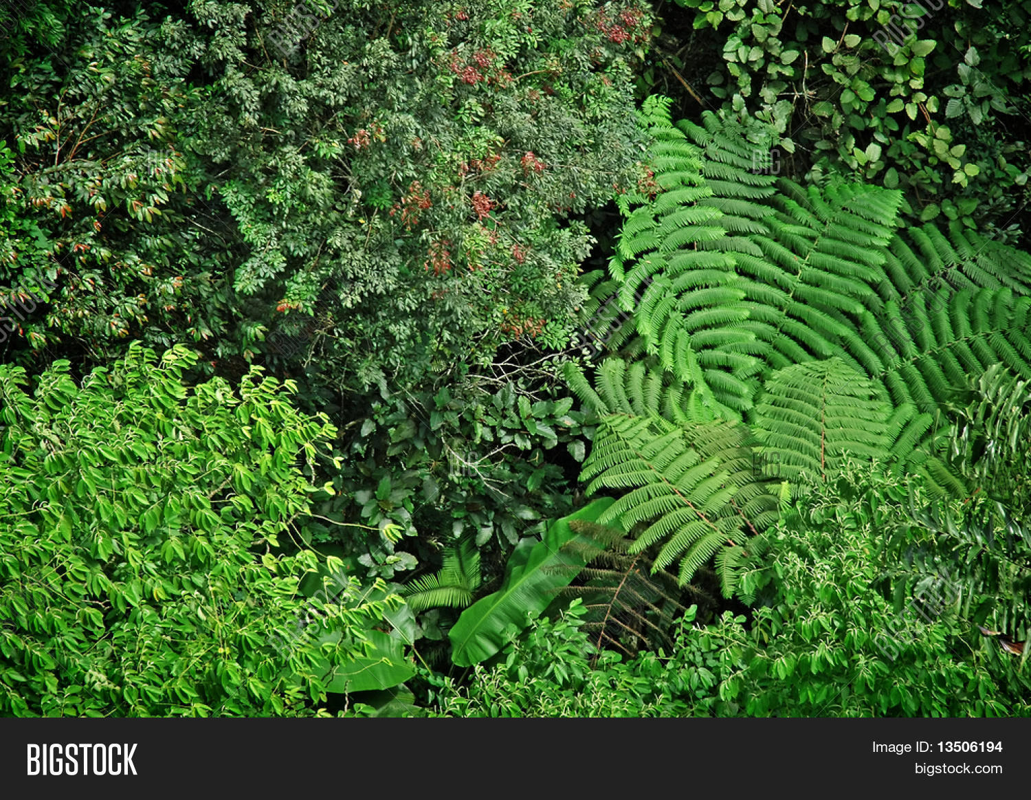 Top View Tropical Image & Photo (Free Trial) | Bigstock