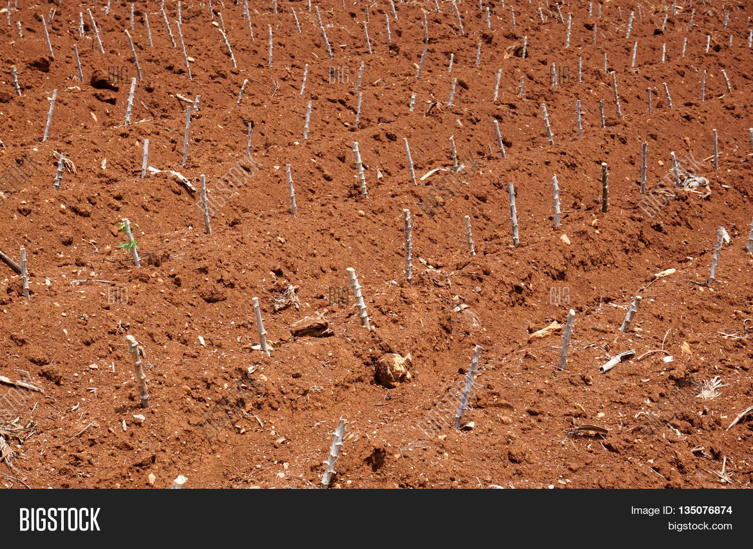 New Planting Cassava Image & Photo (Free Trial) | Bigstock
