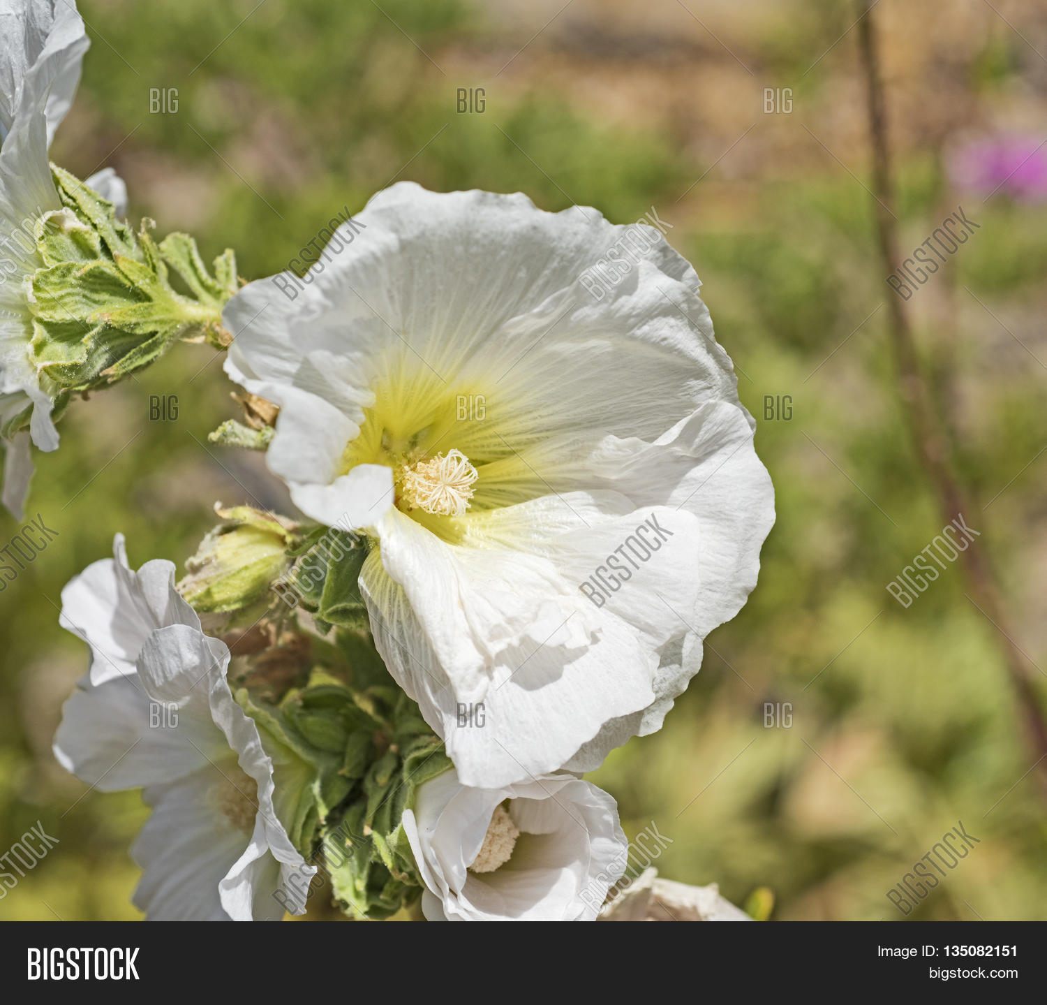 Closeup White Rockrose Image & Photo (Free Trial) | Bigstock