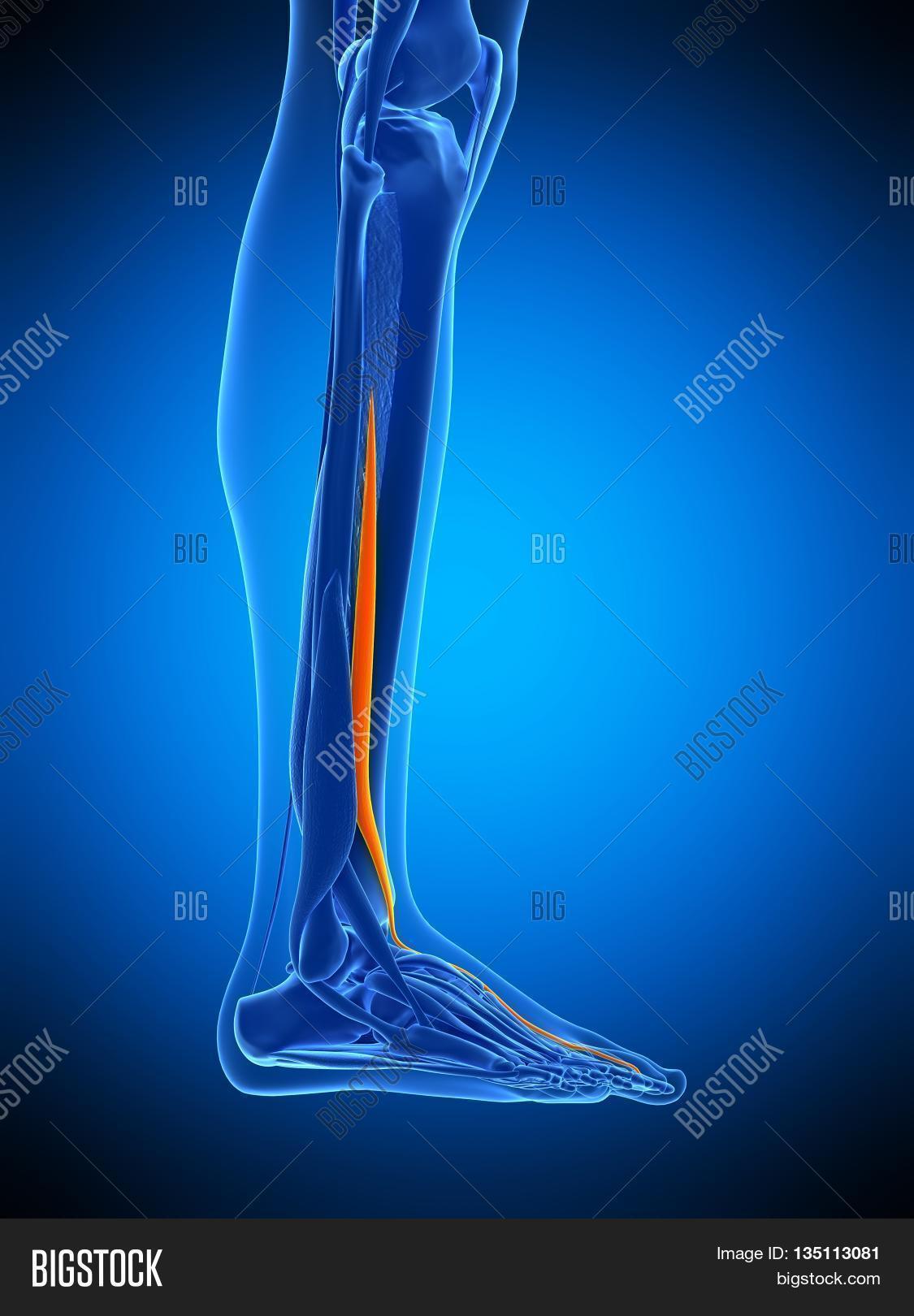 3d Rendered, Medically Image & Photo (Free Trial) | Bigstock