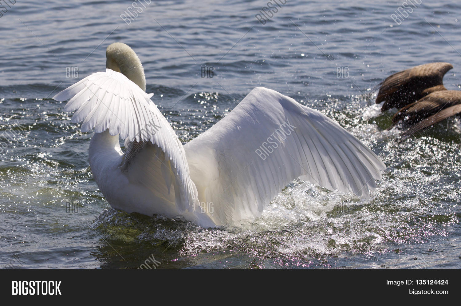 Isolated Photo Swan Image & Photo (Free Trial) | Bigstock