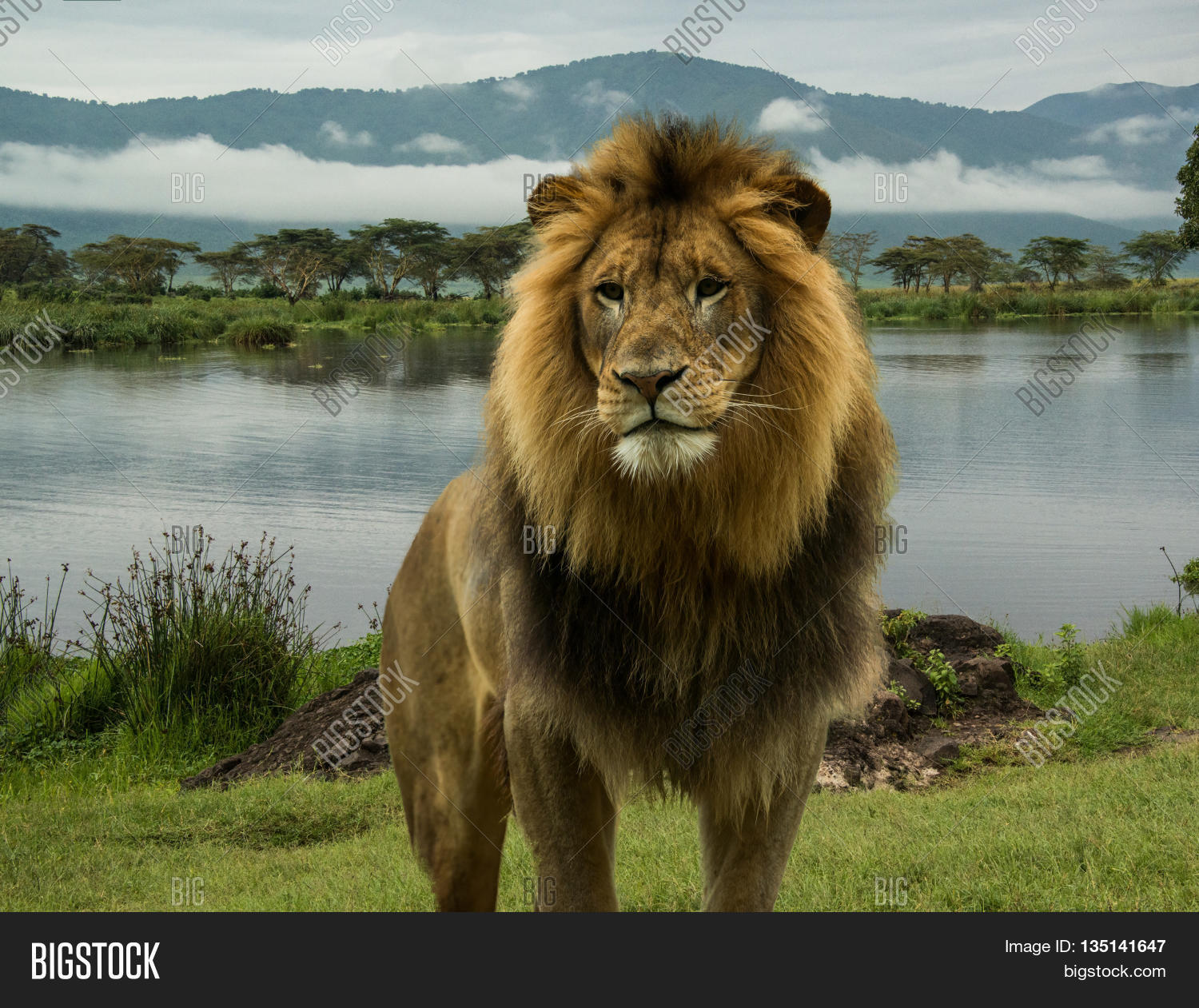 African Lion Male Blue Image & Photo (Free Trial) | Bigstock