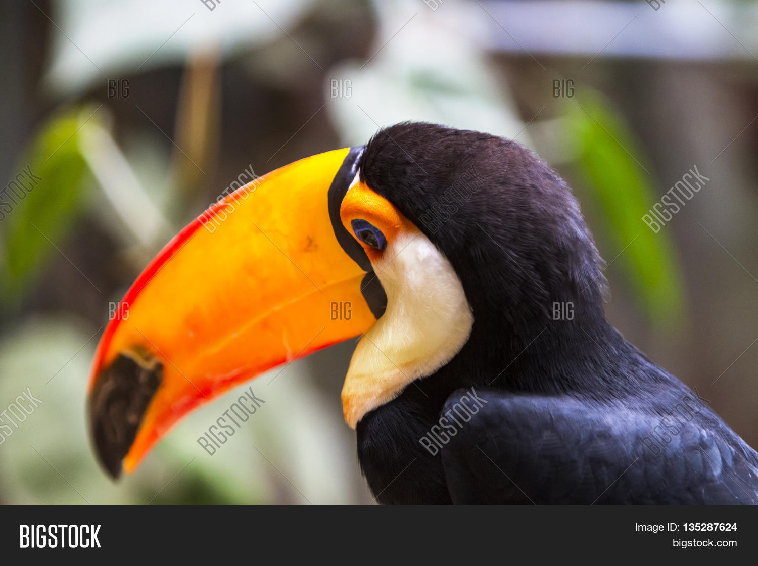 Toco Toucan ( Image & Photo (Free Trial) | Bigstock