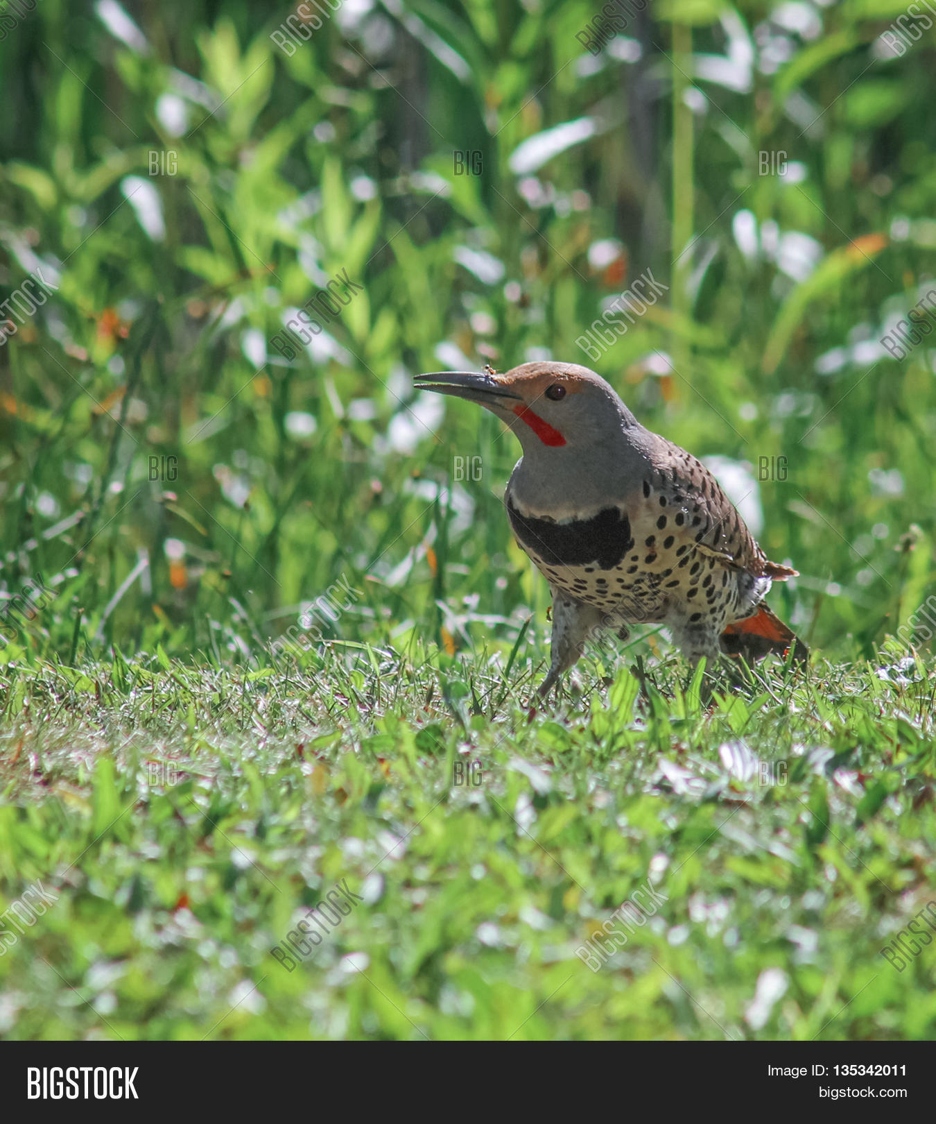 North American Flicker Image & Photo (Free Trial) | Bigstock