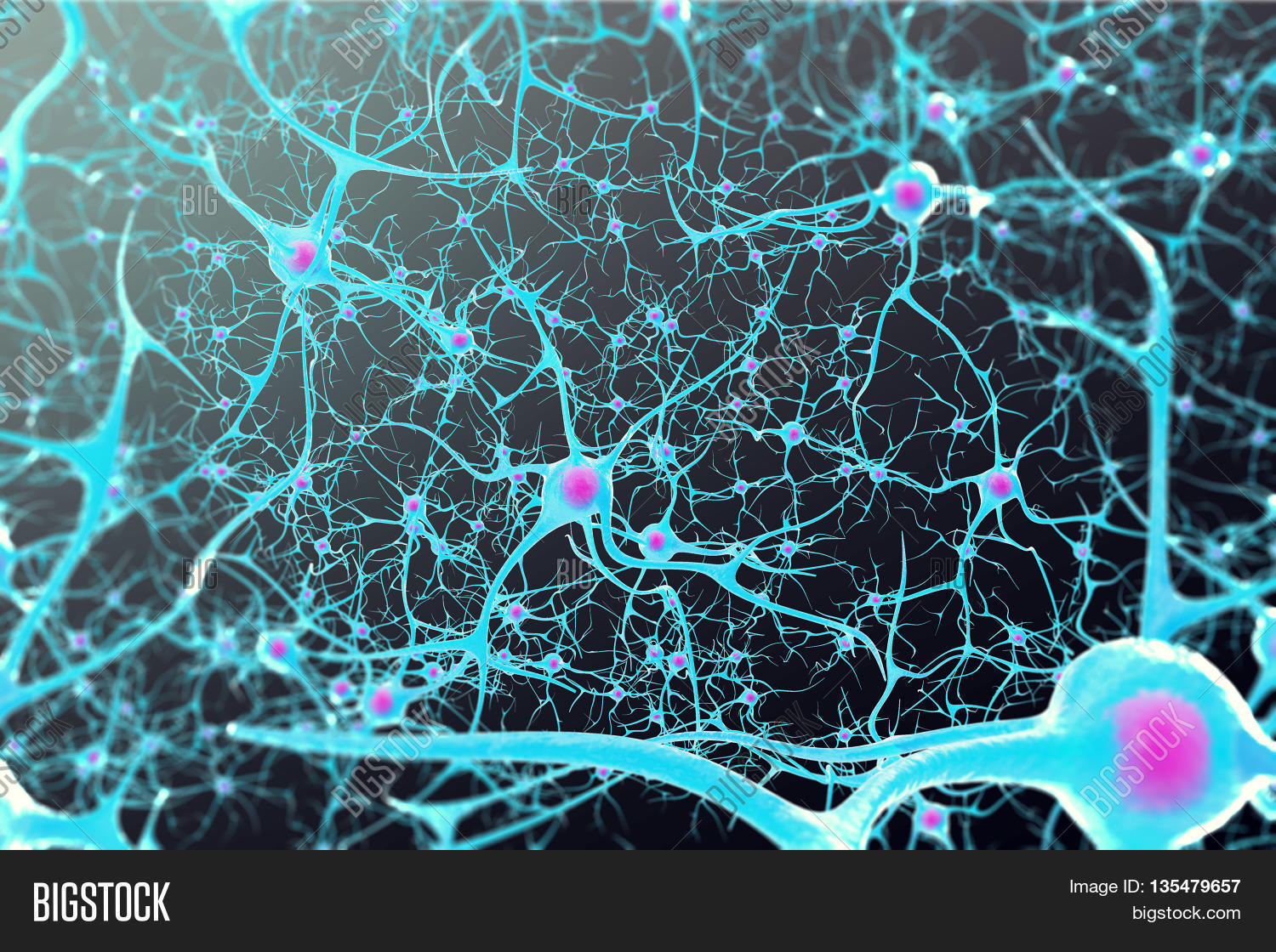 Neurons Brain Nucleus Image & Photo (Free Trial) | Bigstock