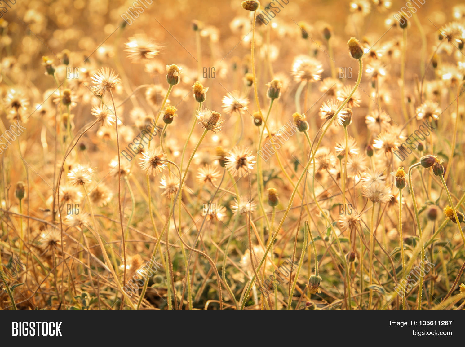 Tridax Procumbens Image & Photo (Free Trial) | Bigstock