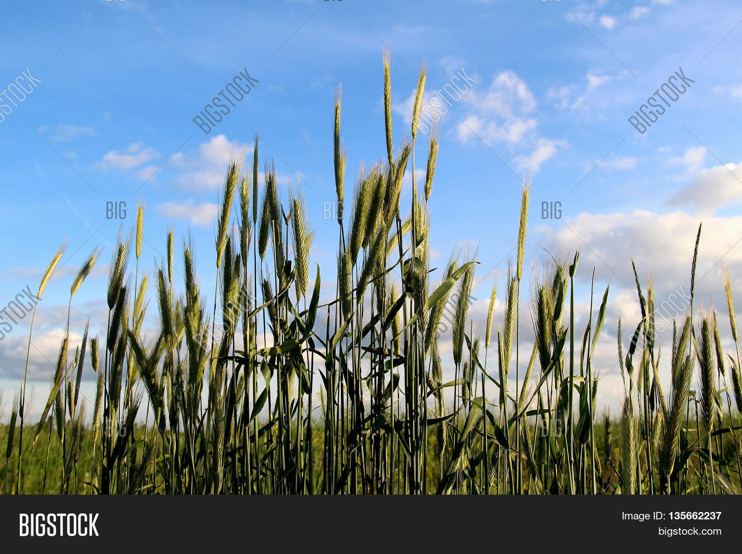 Blue Sky Over Field Image & Photo (Free Trial) | Bigstock
