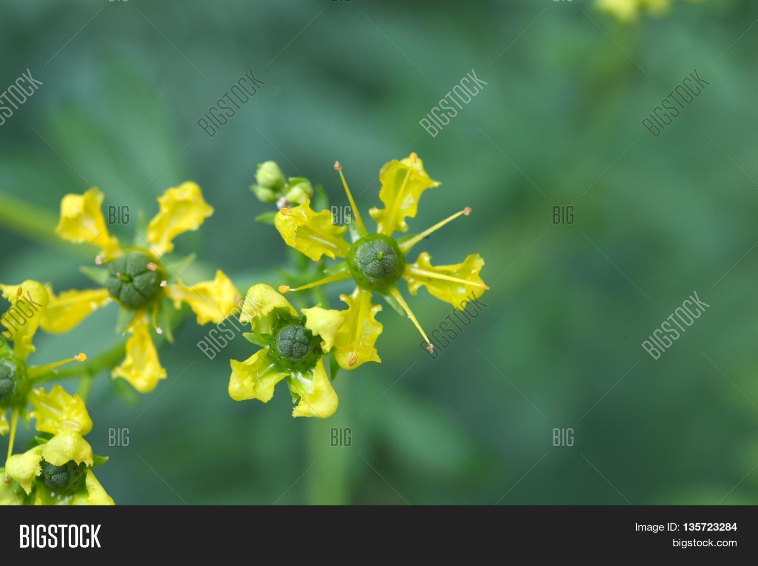 Flower Common Rue Image & Photo (Free Trial) | Bigstock