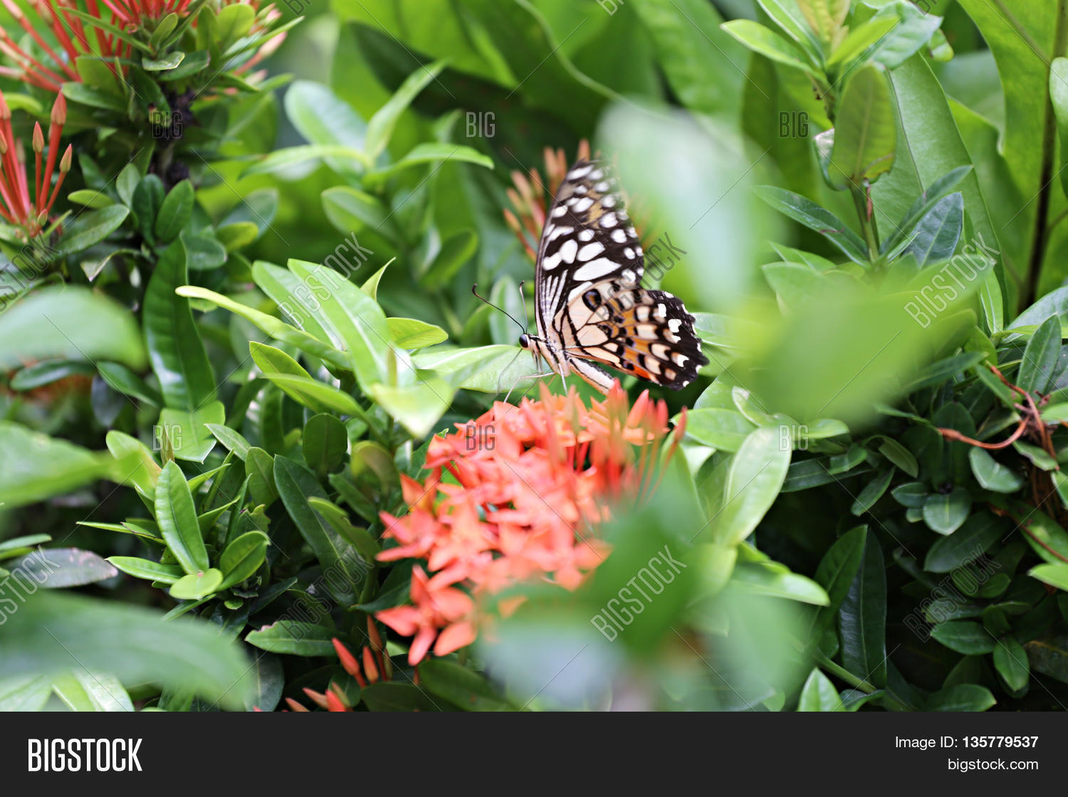Tropical Insect Image & Photo (Free Trial) | Bigstock