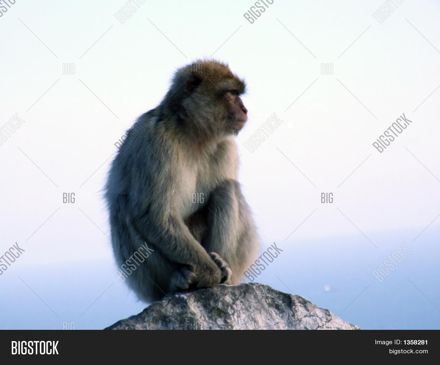 Monkey On Top Rock1 Image & Photo (Free Trial) | Bigstock