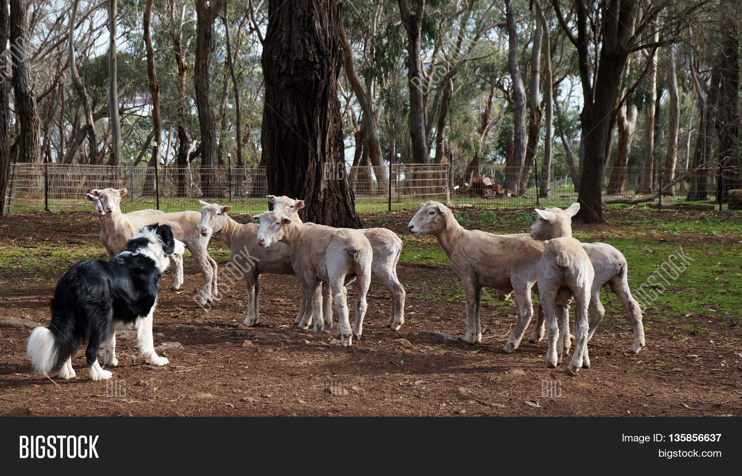 Sheep Dog Trials Image & Photo (Free Trial) | Bigstock